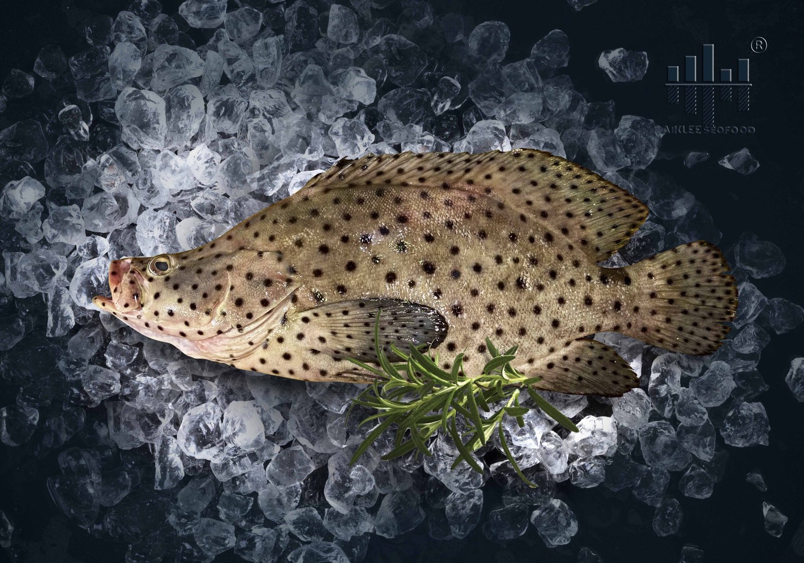 [AIKLEE] FRESH Barramundi Cod 老鼠斑 (450g~500g) Whole [SEAFOOD] ⋆ Aiklee ...