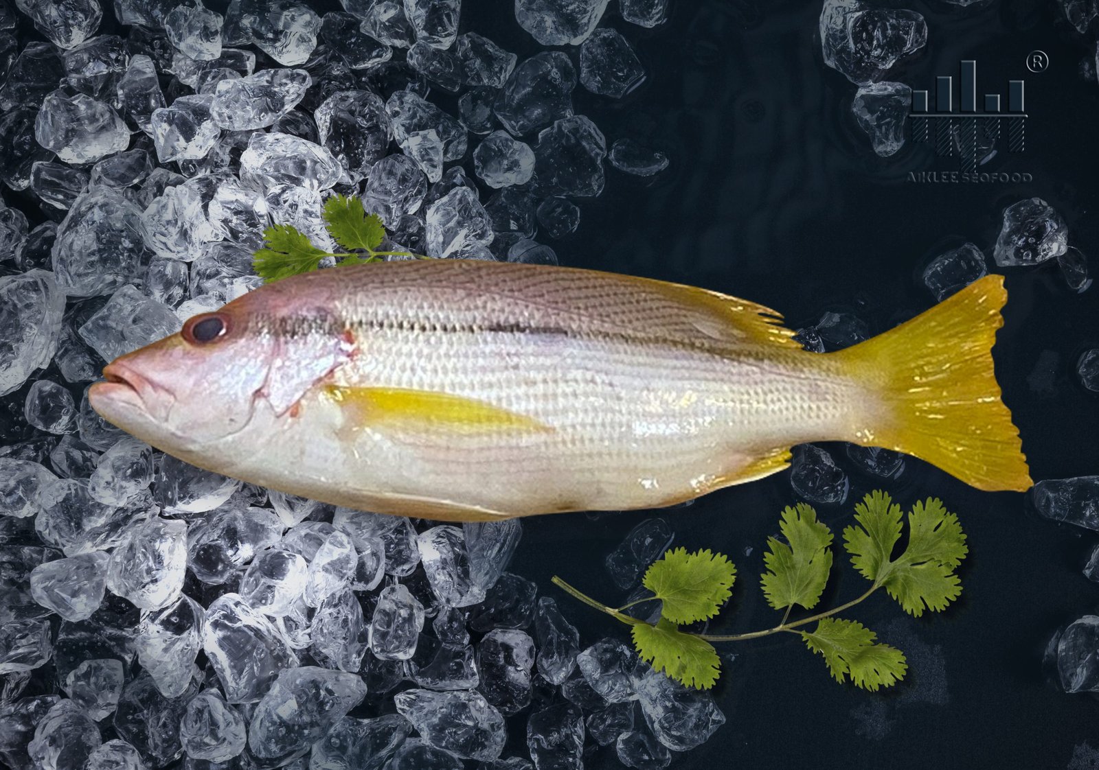 [AIKLEE] FRESH Kee Fish 记鱼 (1kg) 6~7pcs [SEAFOOD] ⋆ Aiklee Seafood